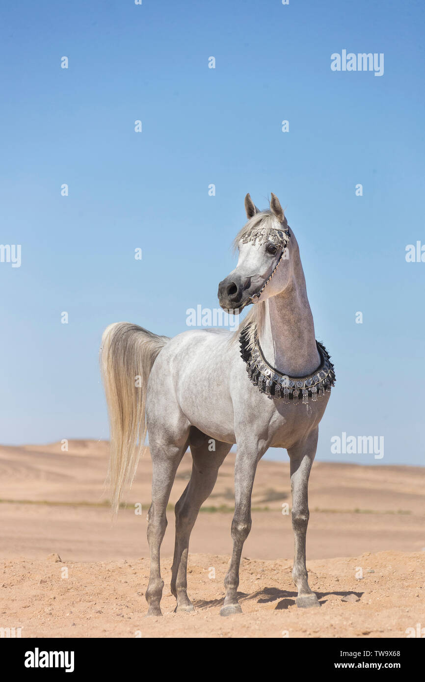 Arabian Horse. Gray stallion standing in the desert. Egypt Stock Photo ...