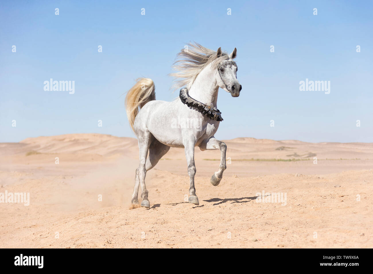 Arabian Horse. Gray stallion trotting in the desert. Egypt Stock Photo ...