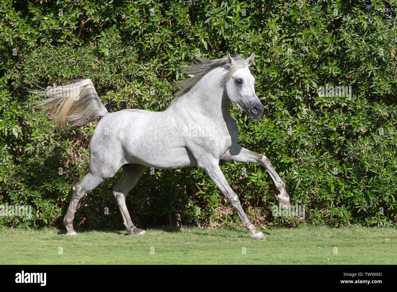 Arabian Horse. Gray stallion galloping on a lawn. Egypt Stock Photo - Alamy
