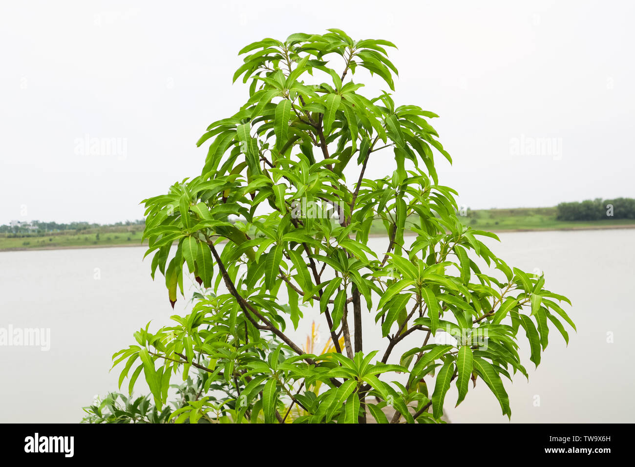 Small Mango Tree in front of Pond Stock Photo - Alamy