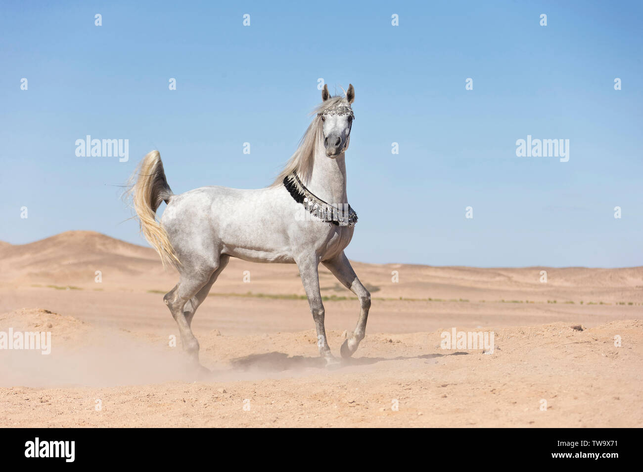 Arabian Horse. Gray stallion prancing in the desert. Egypt Stock Photo ...