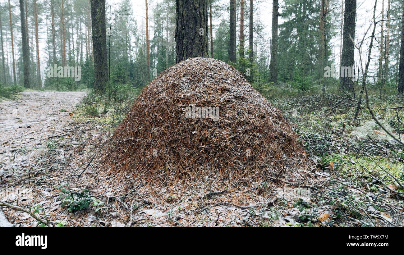 Forest-dweller ant is sleeping in the winter during cold weather ...