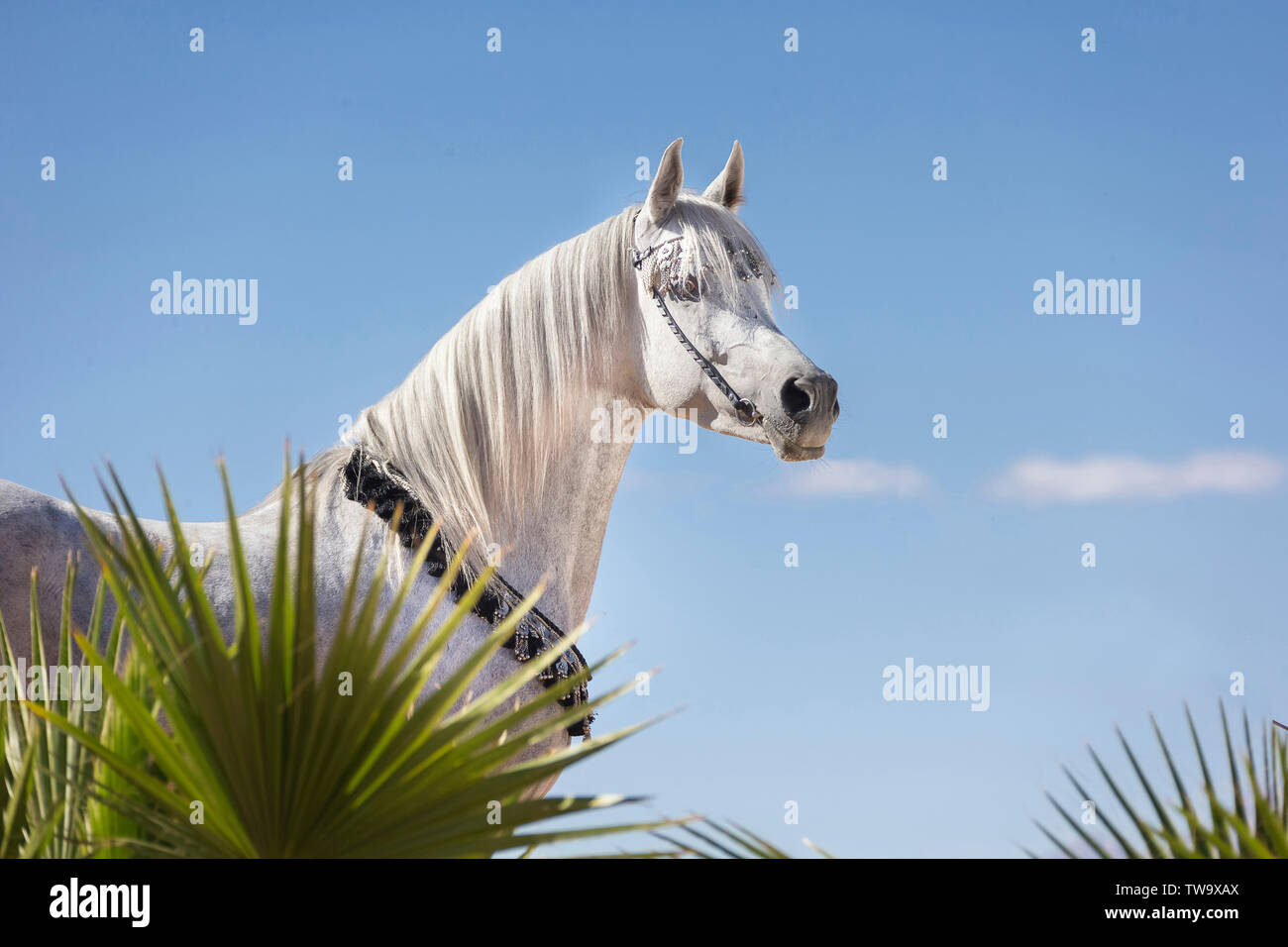 Arabian Horse. Portrait of gray stallion, wearing show halter. Egypt ...