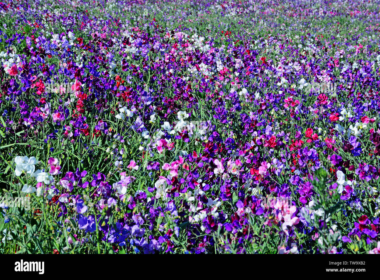 Pea agriculture hi-res stock photography and images - Alamy