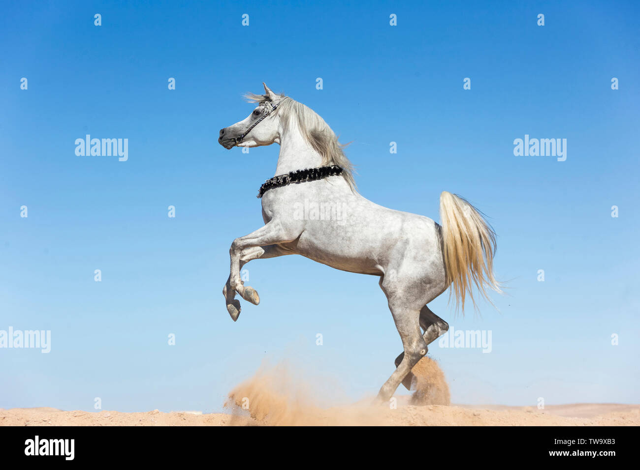 Rearing arabian horse hi-res stock photography and images - Alamy