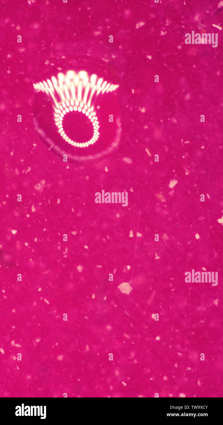 Bio ultra macro background. Organic vegetable background with a big ...
