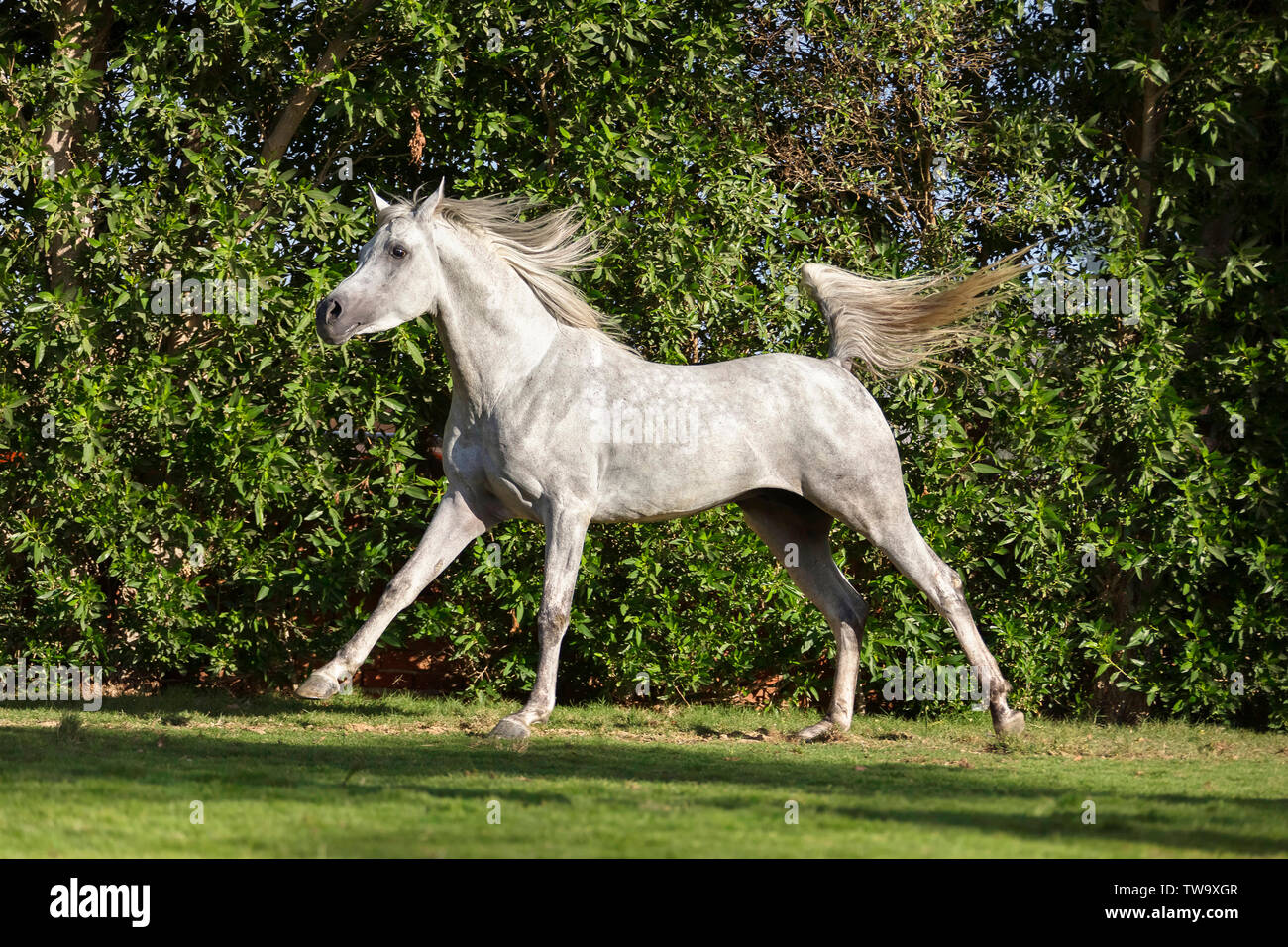 Arabian Horse. Gray stallion galloping on a lawn. Egypt Stock Photo - Alamy