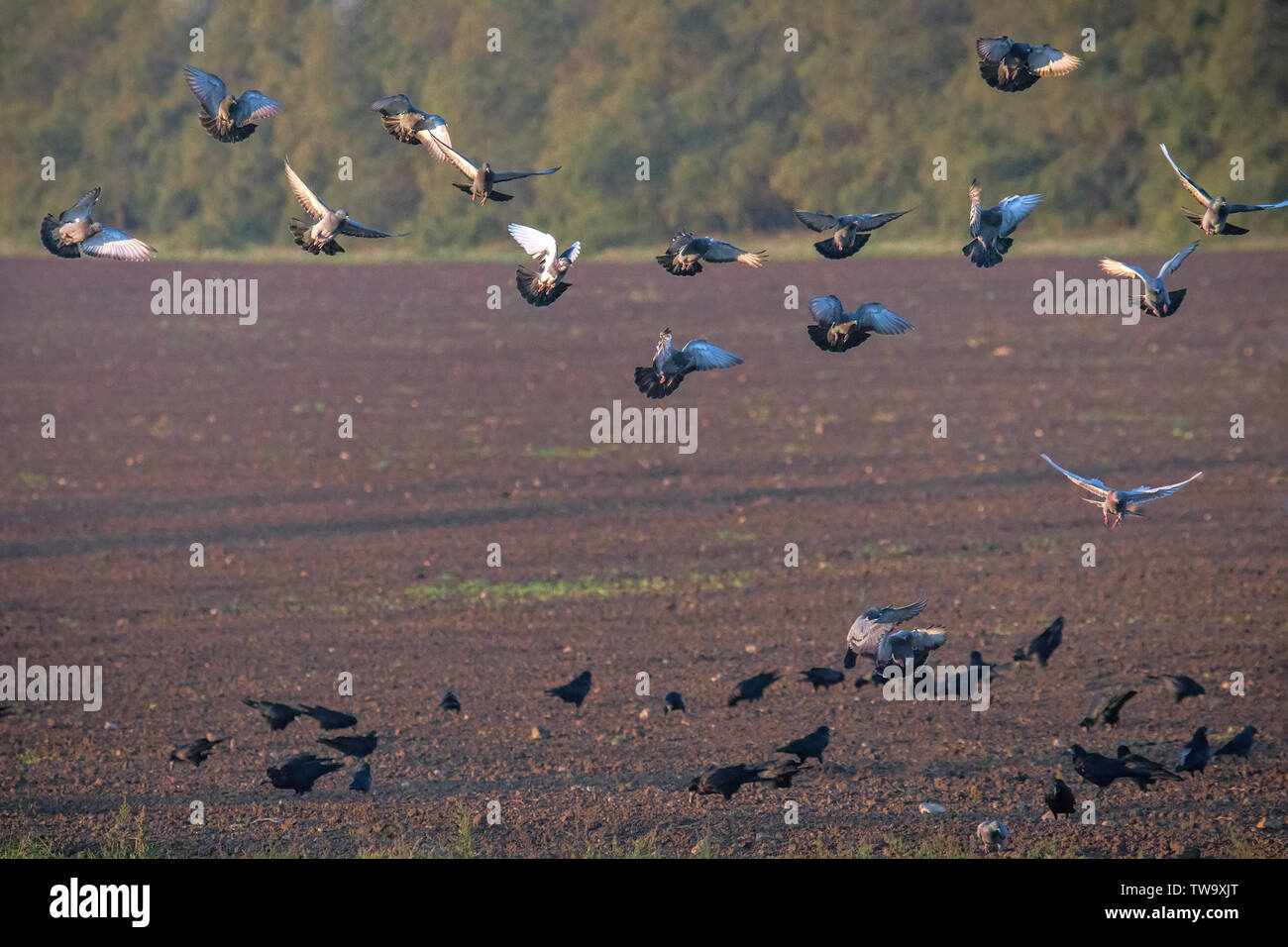 Rooks and pigeons gather up the grain after sowing. Harmful poultry for ...