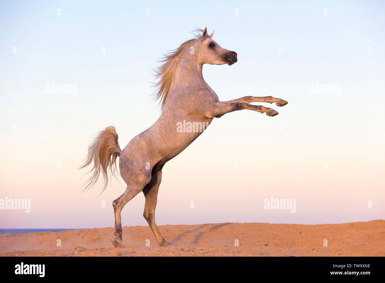 Arabian Horse Rearing Beautiful Arabian Horse In Desert Stock Image