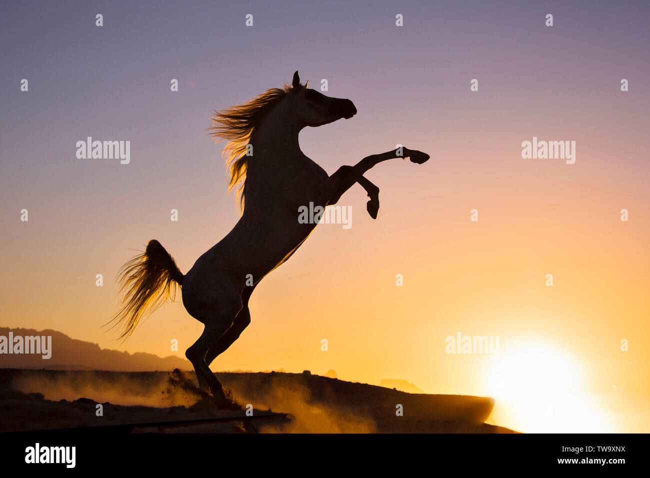 Horse Rearing In Sunset
