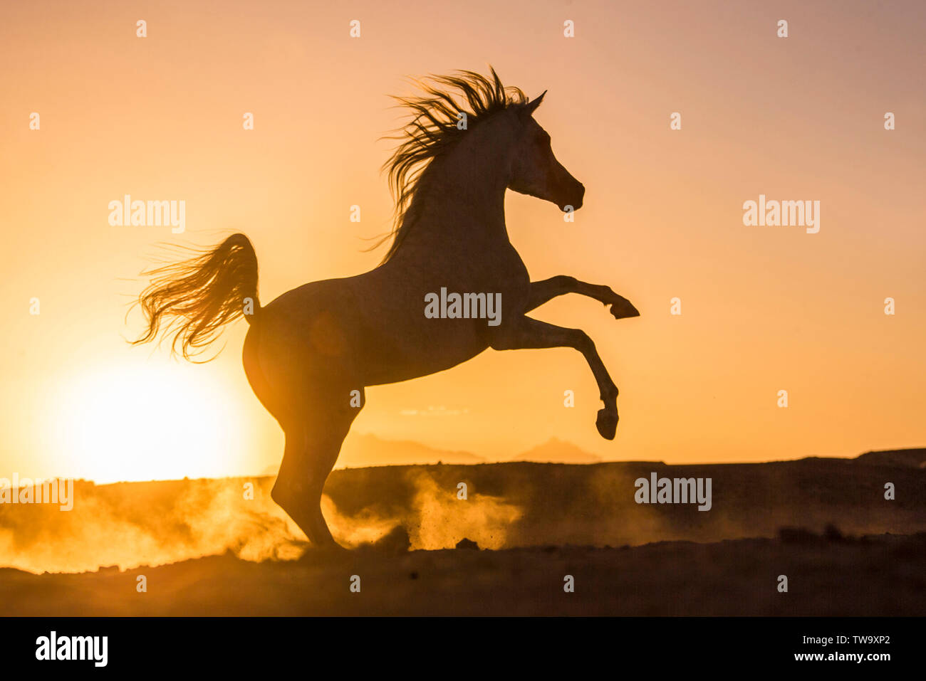 Rearing horse sunset hi-res stock photography and images - Alamy