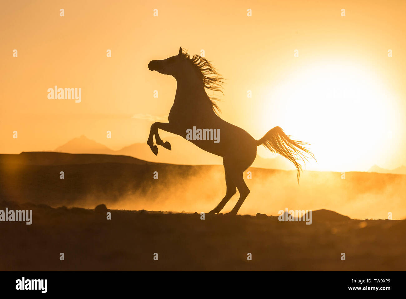 Horse Rearing Silhouette High Resolution Stock Photography and Images ...