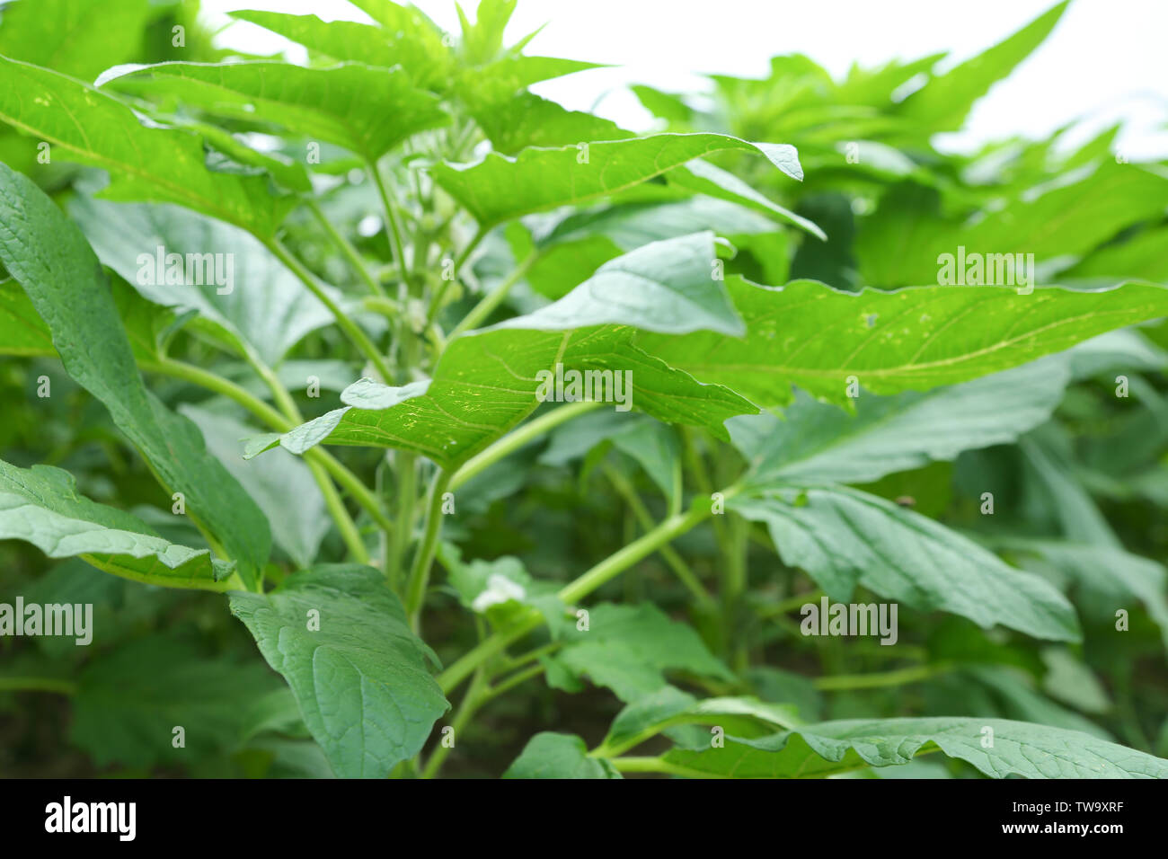Sesame seedlings hi-res stock photography and images - Alamy