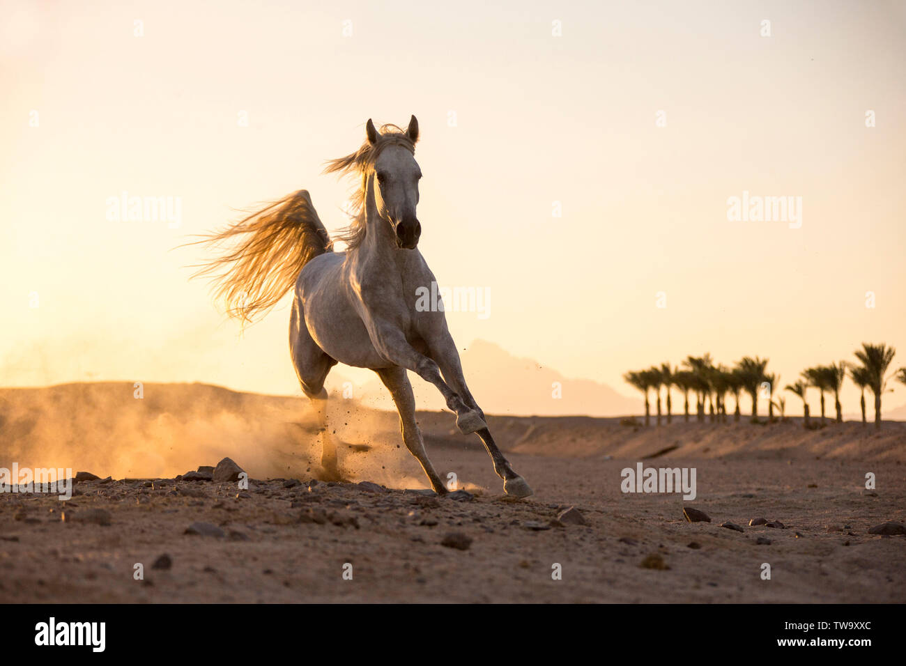 Arabian horse galloping beach hi-res stock photography and images - Alamy