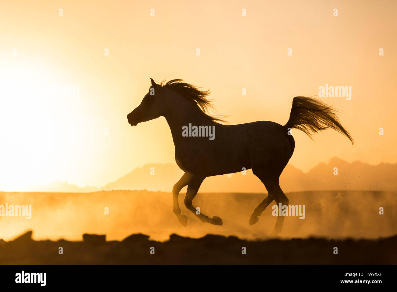 Arabian Horse. Gray stallion galloping in the desert at sunset ...