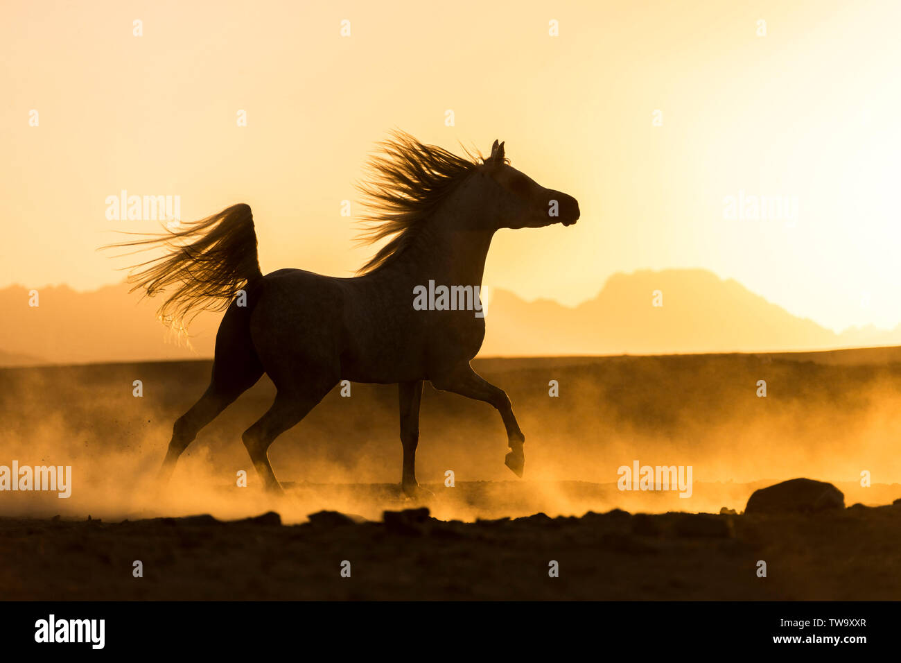 Arabian Horse. Gray stallion trotting in the desert at sunset ...