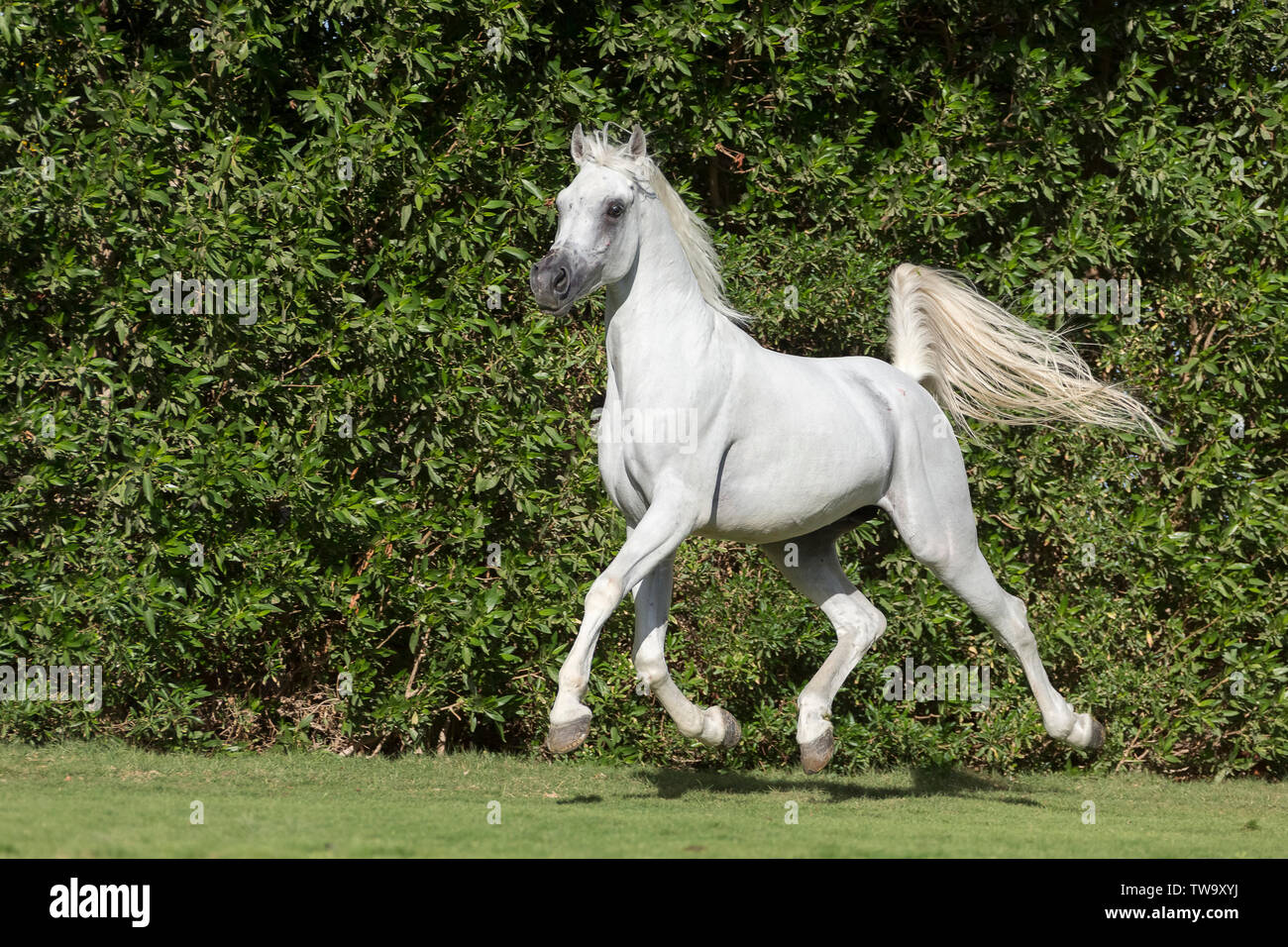 Arabian Horse. Gray stallion trotting on a lawn, extended trot. Egypt ...