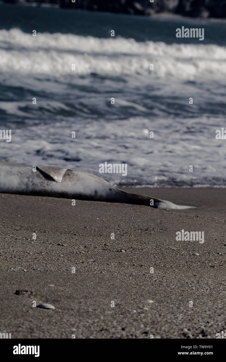 Dead Dolphin on beach. Common porpoise (Phocoena phocoena relicta ...