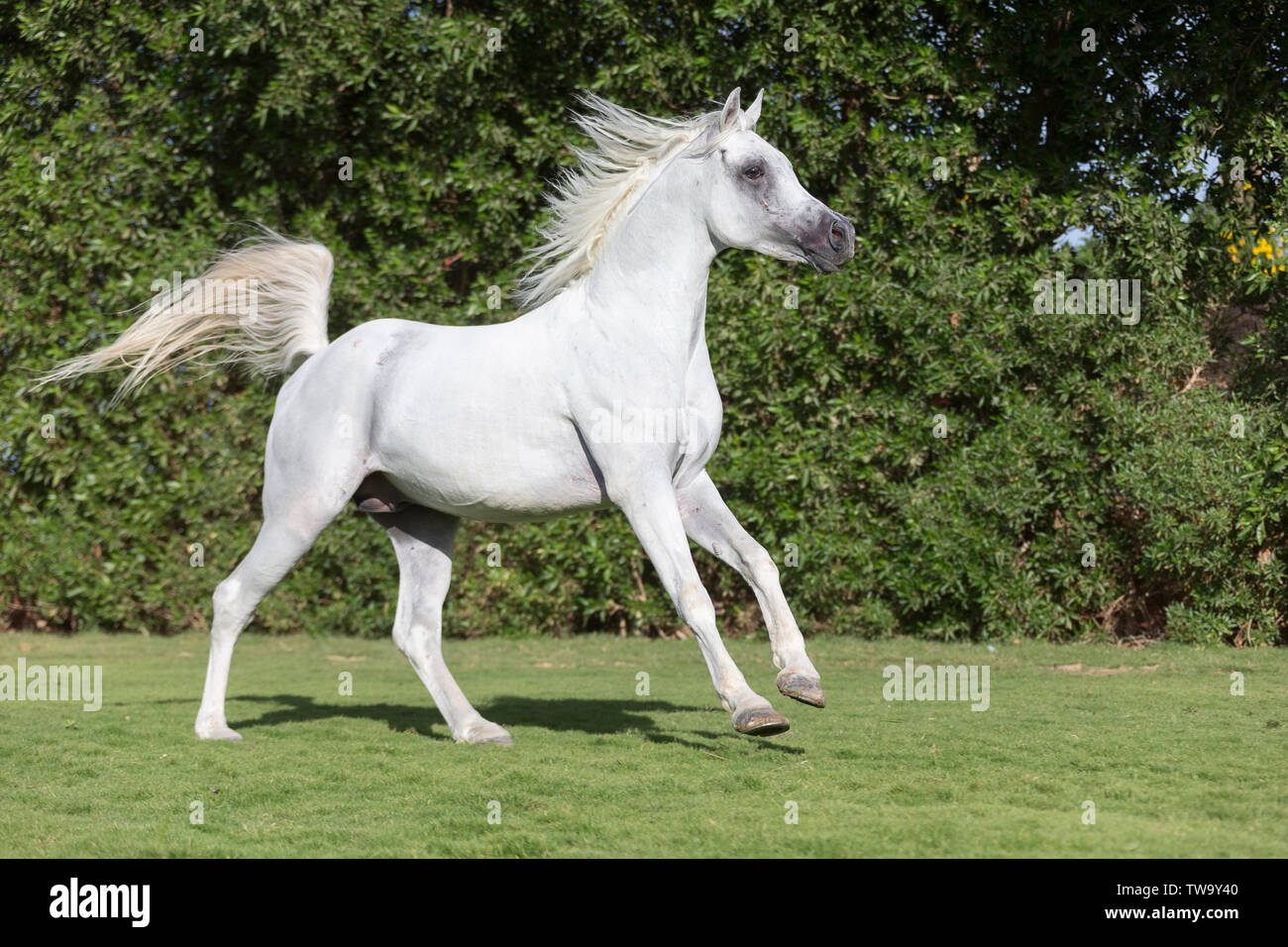 Arabian Horse Galloping Beach High Resolution Stock Photography and ...