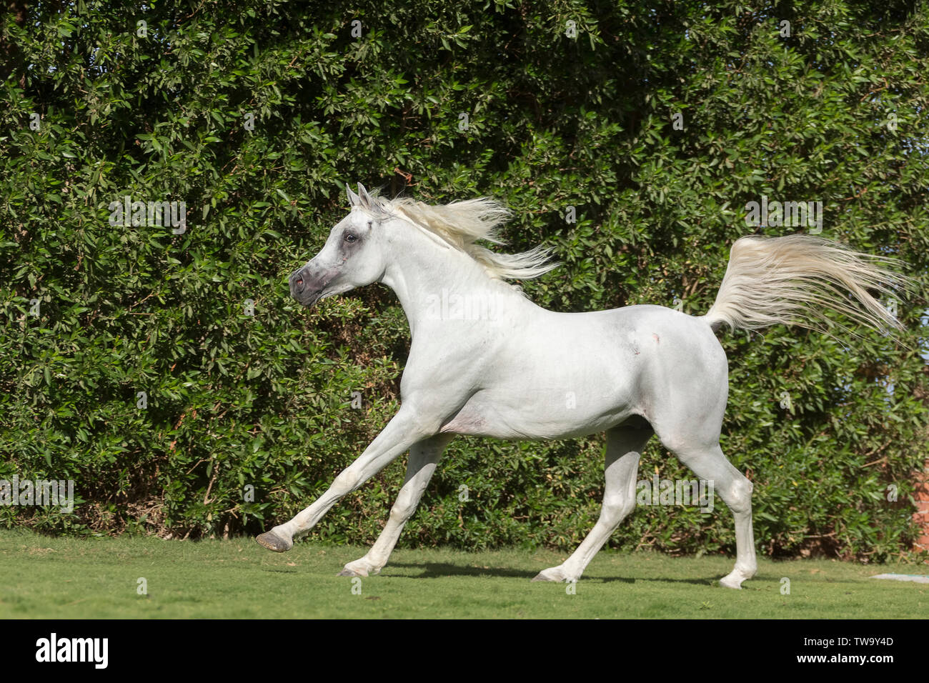 Arabian Horse. Gray stallion galloping on a lawn. Egypt Stock Photo - Alamy