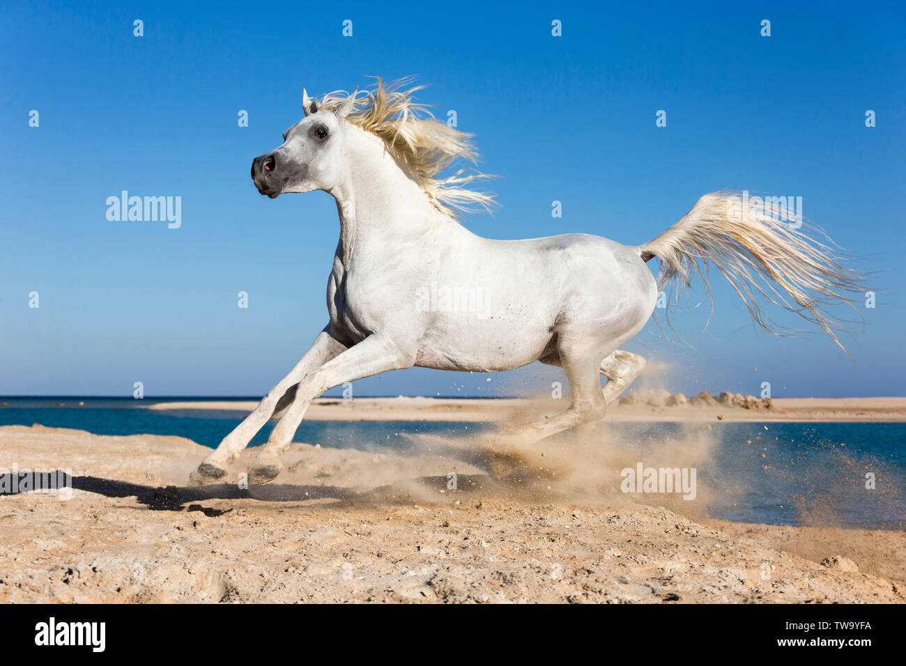Arabian horse galloping beach hi-res stock photography and images - Alamy