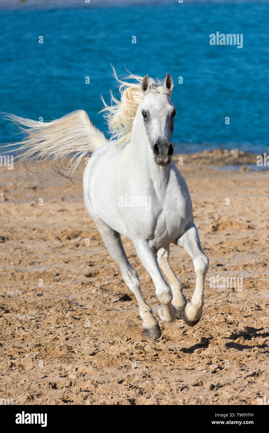 Arabian Horse. Gray stallion galloping in the desert. Egypt Stock Photo ...