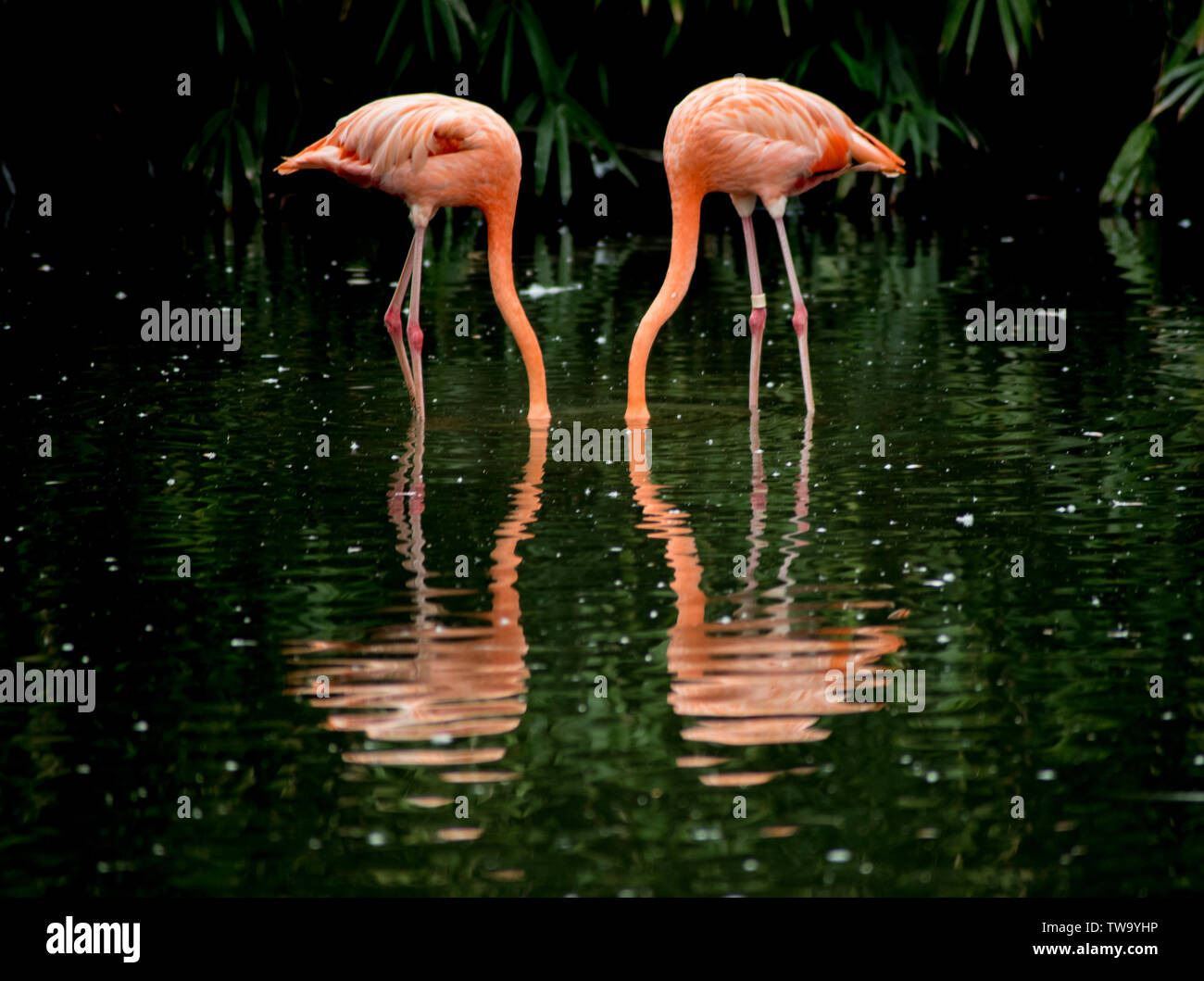 Energetic birds hi-res stock photography and images - Alamy