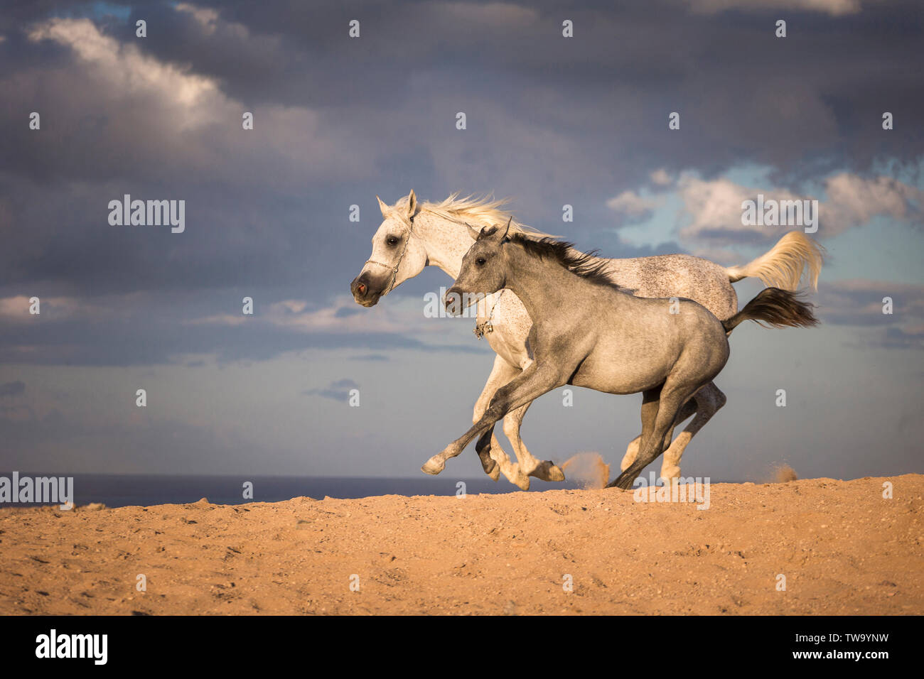 Arabian Horse. Gray mare with foal galloping in the desert. Egypt Stock ...