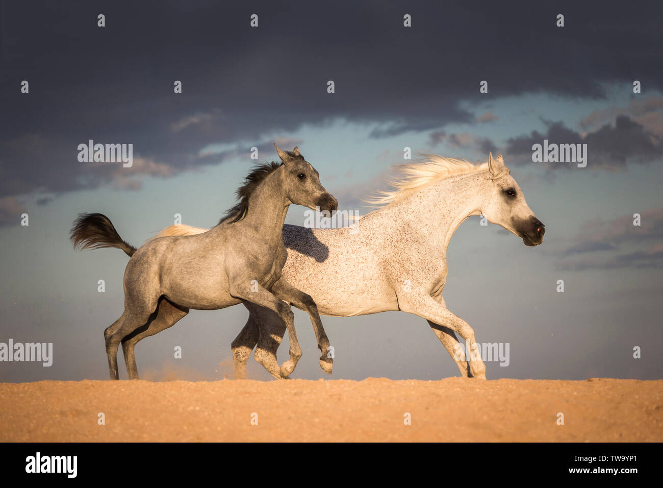 Arabian Horse. Gray mare with foal galloping in the desert. Egypt Stock ...