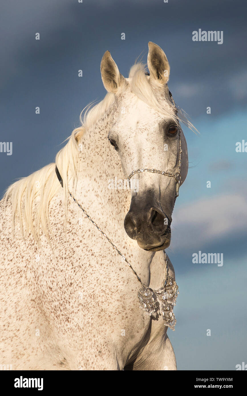Arabian Horse. Portrait of gray mare, wearing show halter. Egypt Stock ...