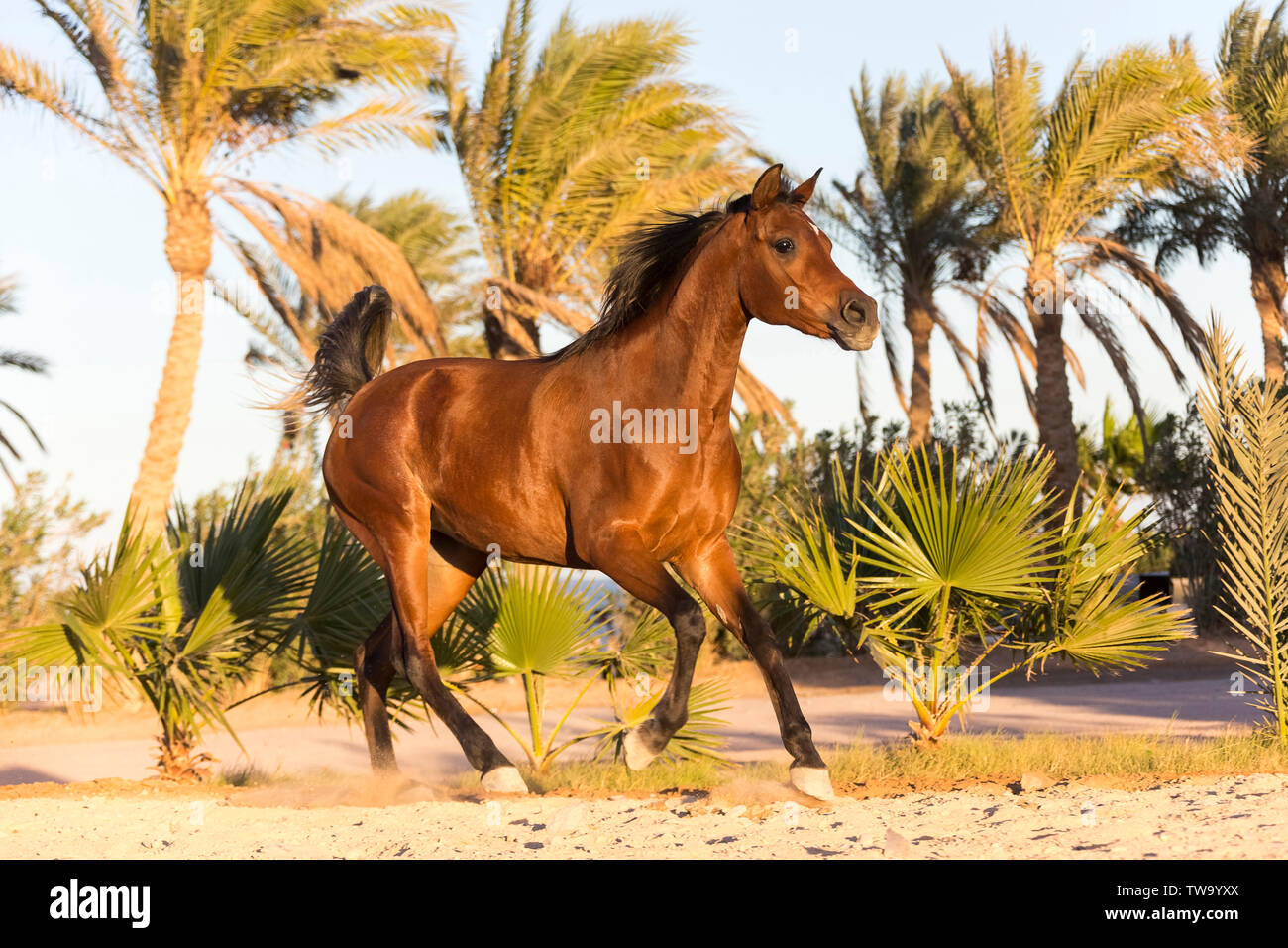 Bay Egyptian Arabian