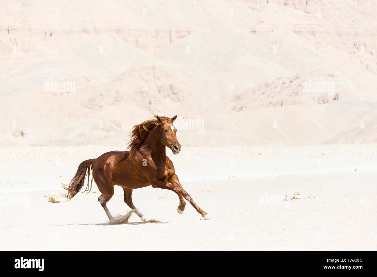 Barb Horse. Chestnut mare galloping in the desert. Egypt Stock Photo ...