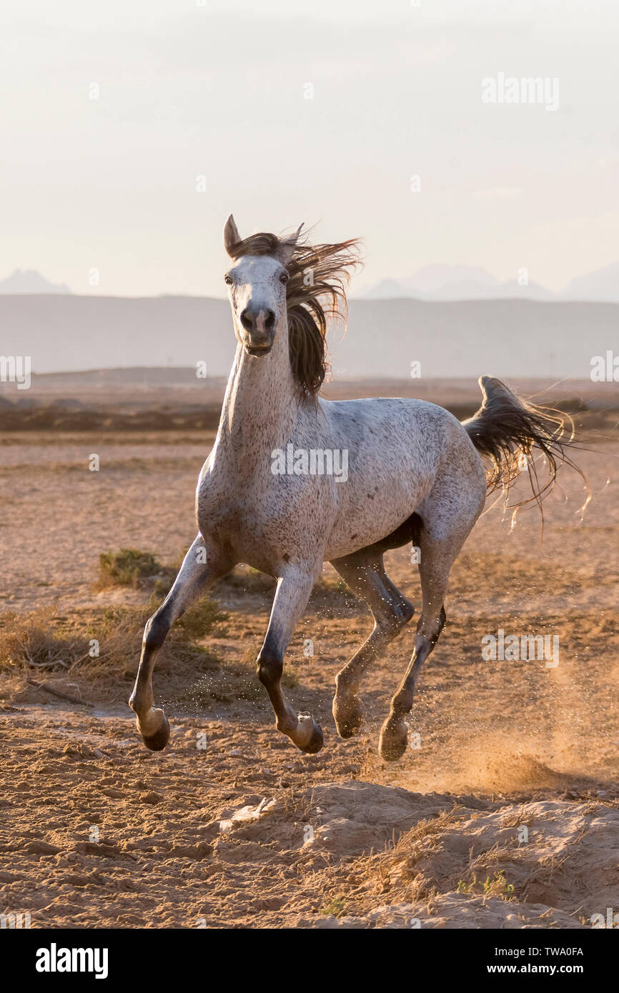 Barb Horse. Grey mare galloping in the desert. Egypt Stock Photo - Alamy