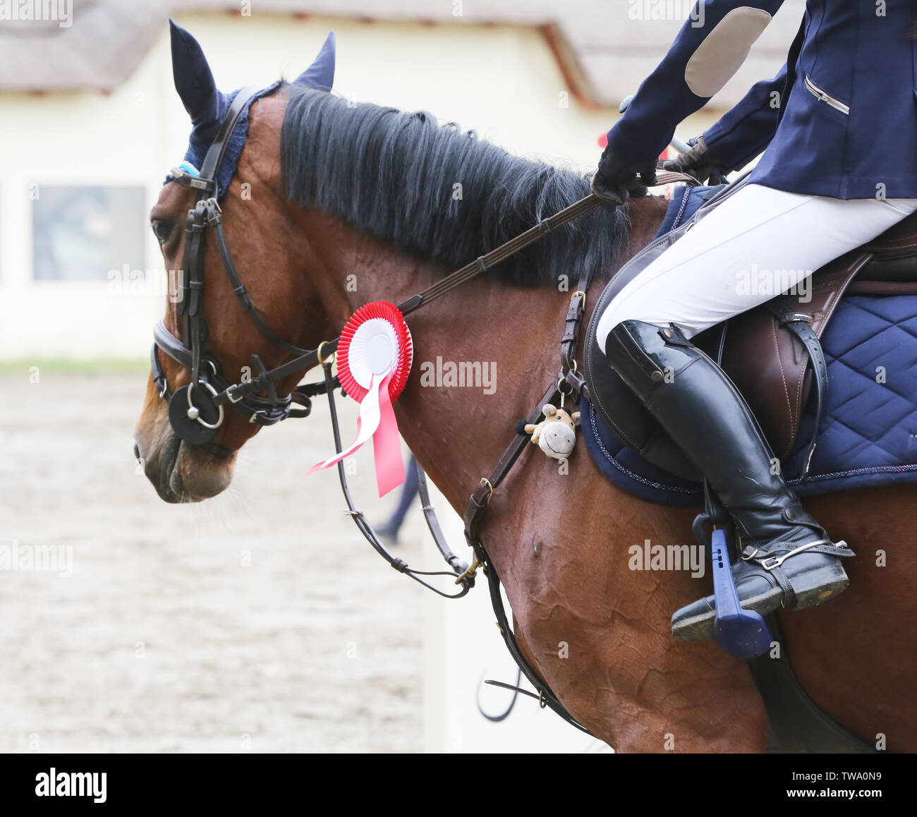 Beautiful purebred show jumper horse canter on the race course after ...