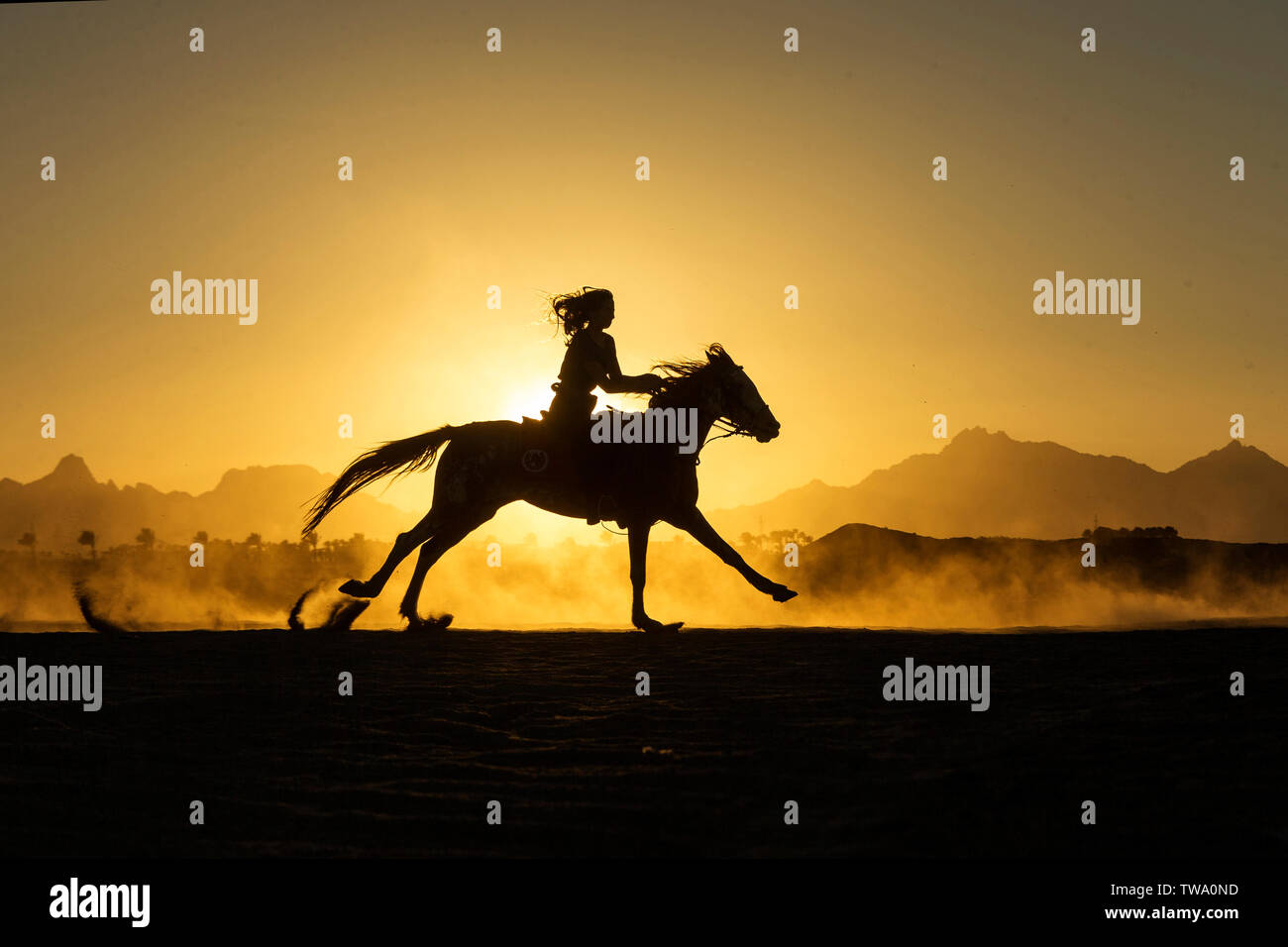 Arabian Horse. Rider galloping in the desert at sunset. Egypt Stock ...