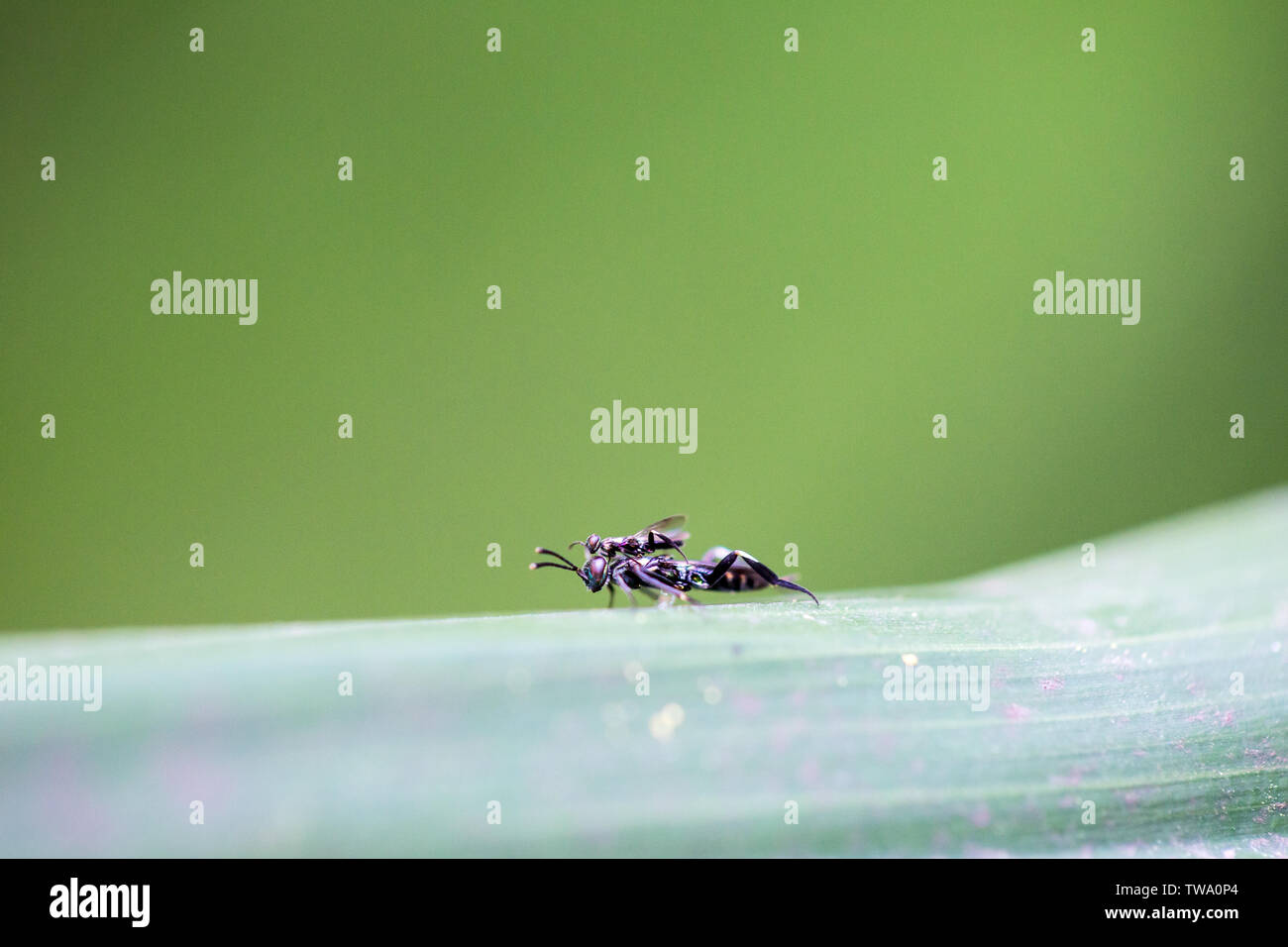 A cross-tail bug Stock Photo - Alamy