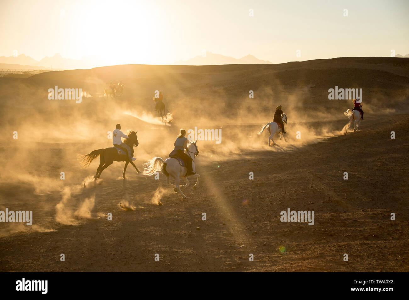 Arabian Horse. Group of riders galloping in the desert at sunset. Egypt ...