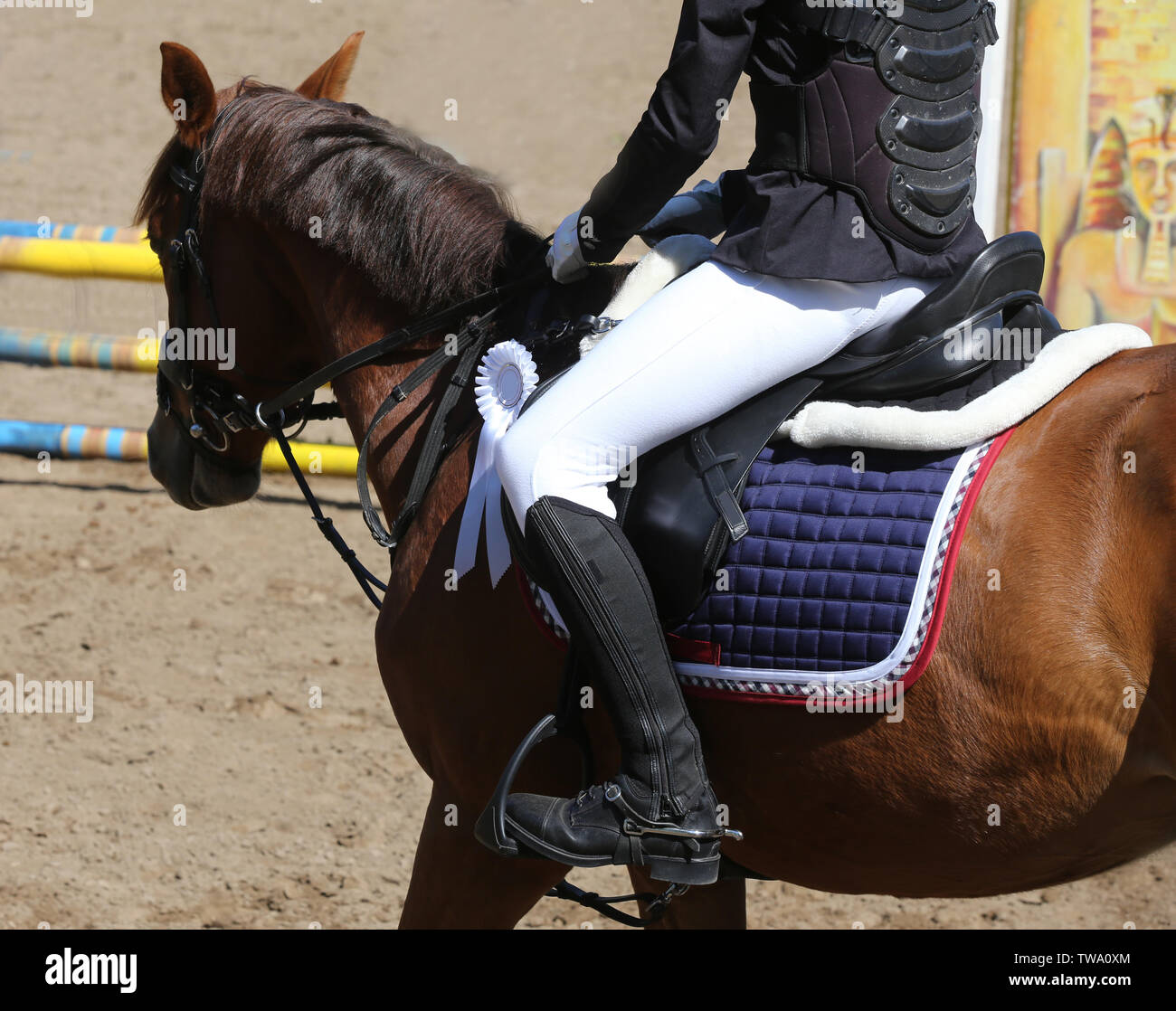 Beautiful purebred show jumper horse canter on the race course after ...