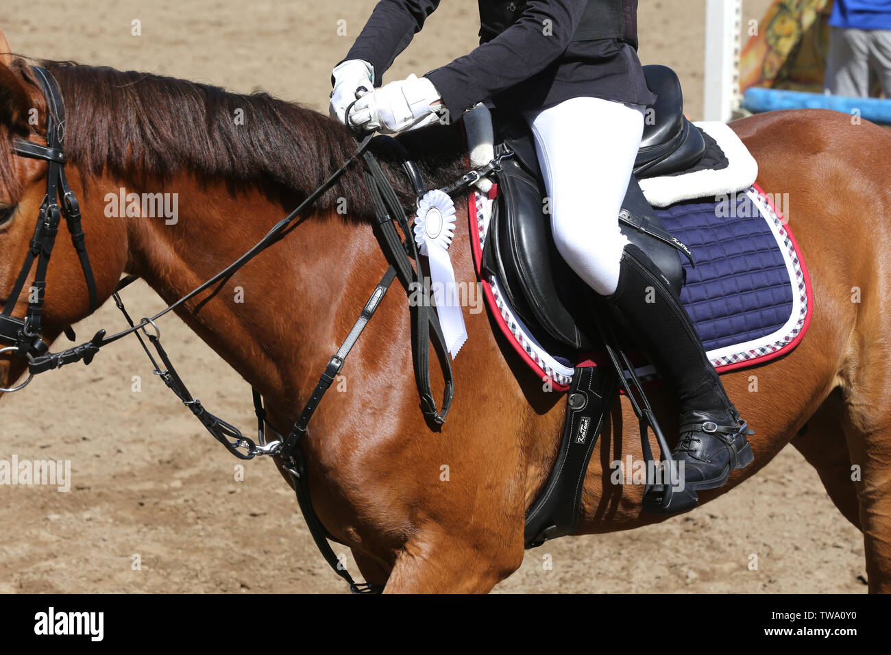 Beautiful purebred show jumper horse canter on the race course after ...