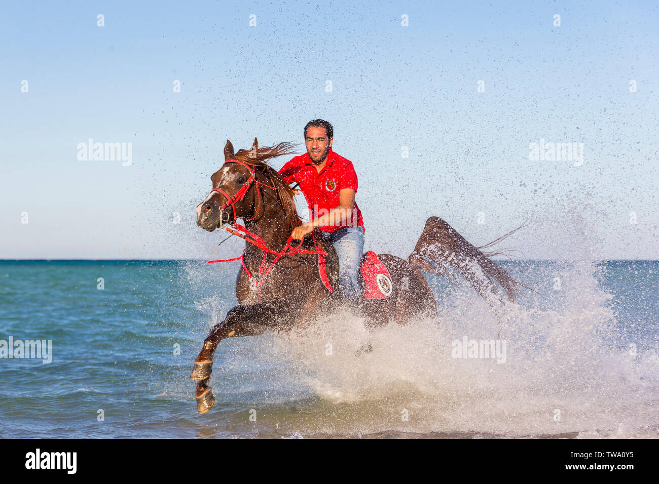 Arabian Horse. Rider on a chestnut stallion galloping in the sea. Egypt ...