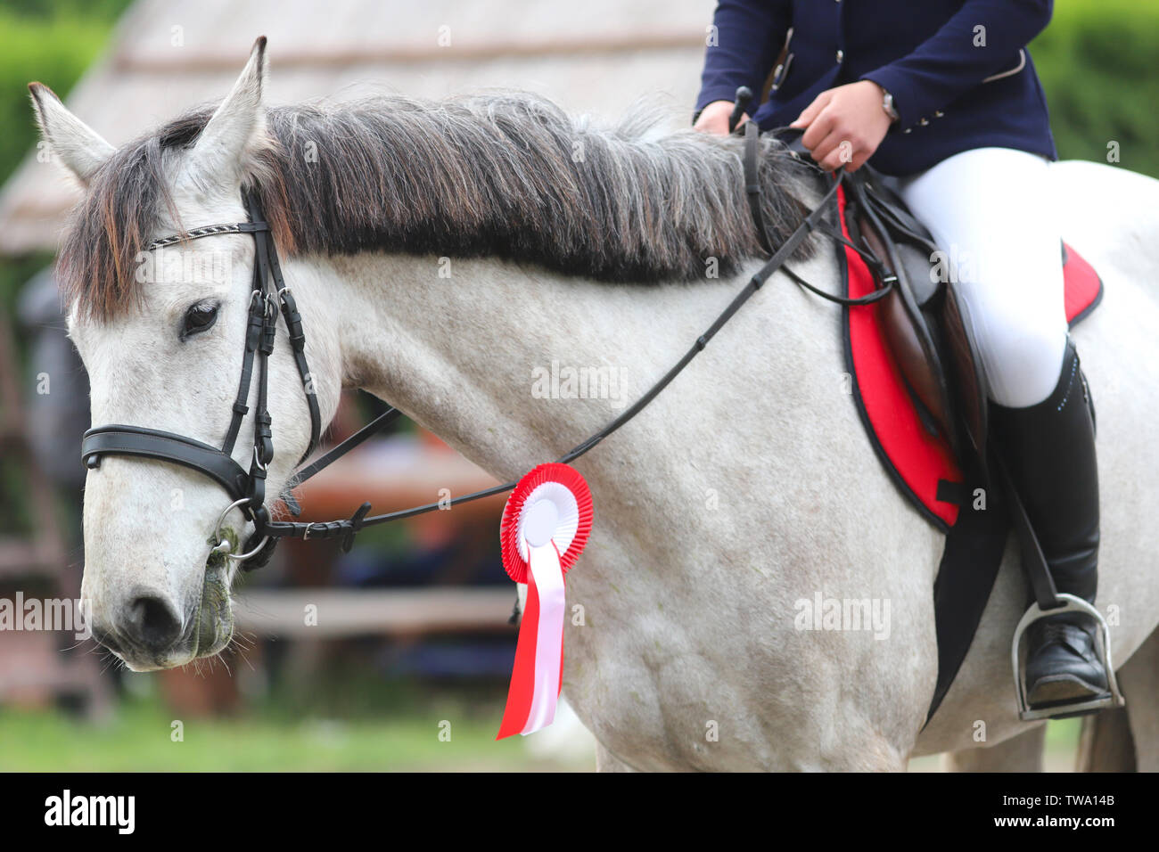 Beautiful purebred show jumper horse canter on the race course after ...