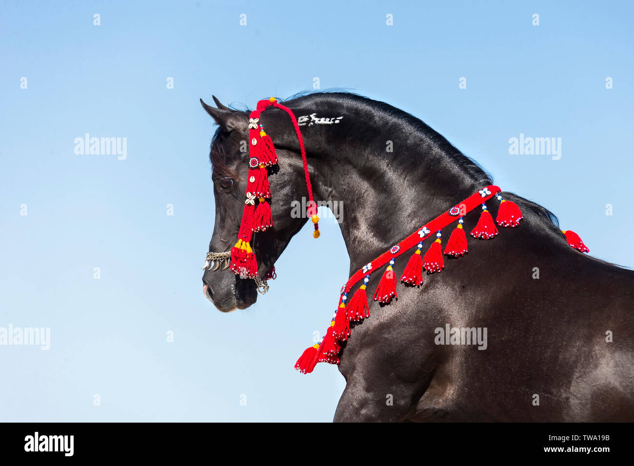 Arabian Horse. Portrait of black stallion, wearing Egyptian style ...