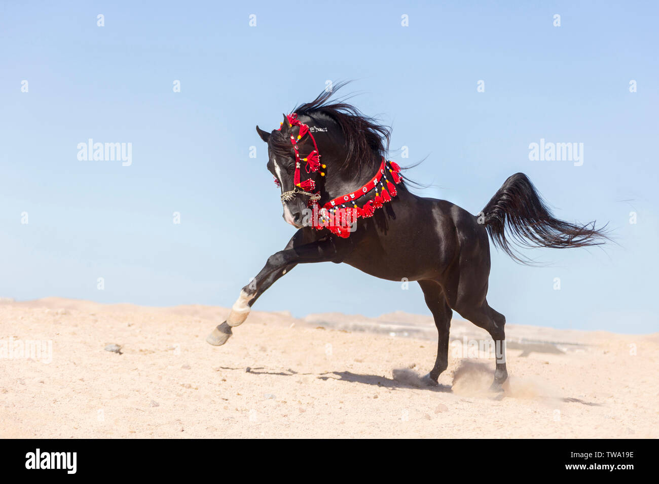 Arabian Horse. Black stallion galloping in the desert, wearing Egyptian ...