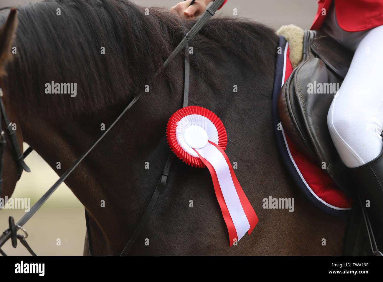 Beautiful purebred show jumper horse canter on the race course after ...