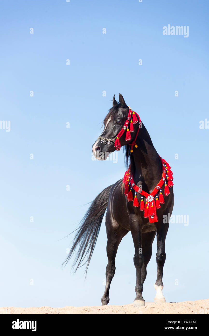 Arabian Horse. Black stallion standing in the desert, wearing Egyptian ...
