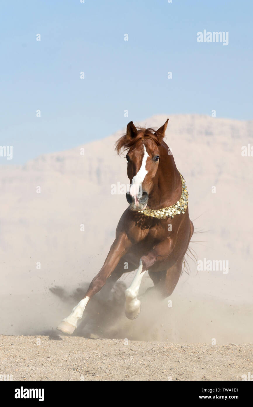 Arabian Horse. Chestnut mare galloping in the desert, wearing Egyptian ...