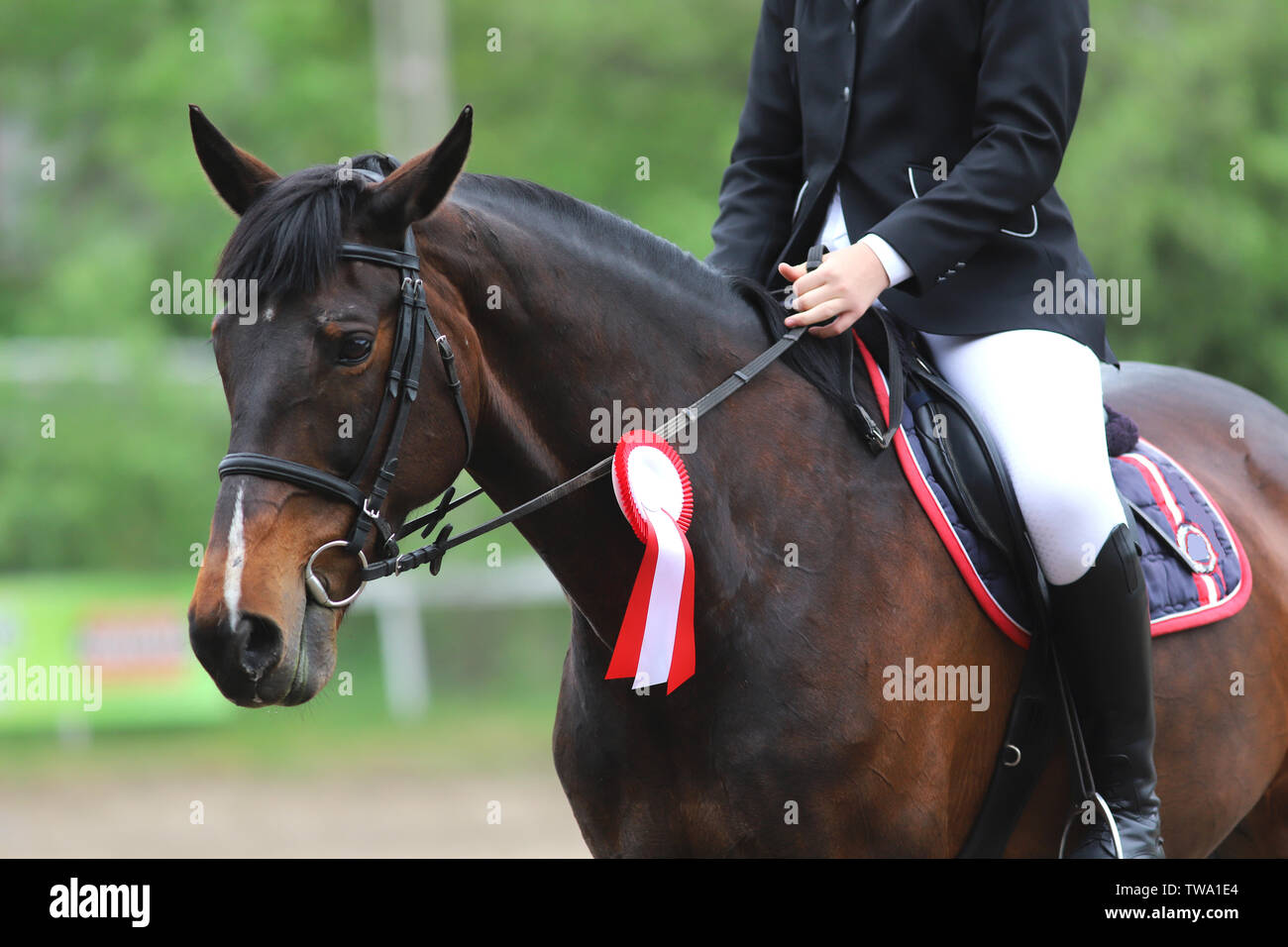 Beautiful purebred show jumper horse canter on the race course after ...