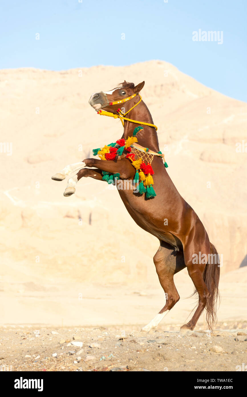 Arabian Horse. Chestnut mare rearing in the desert, wearing Egyptian ...
