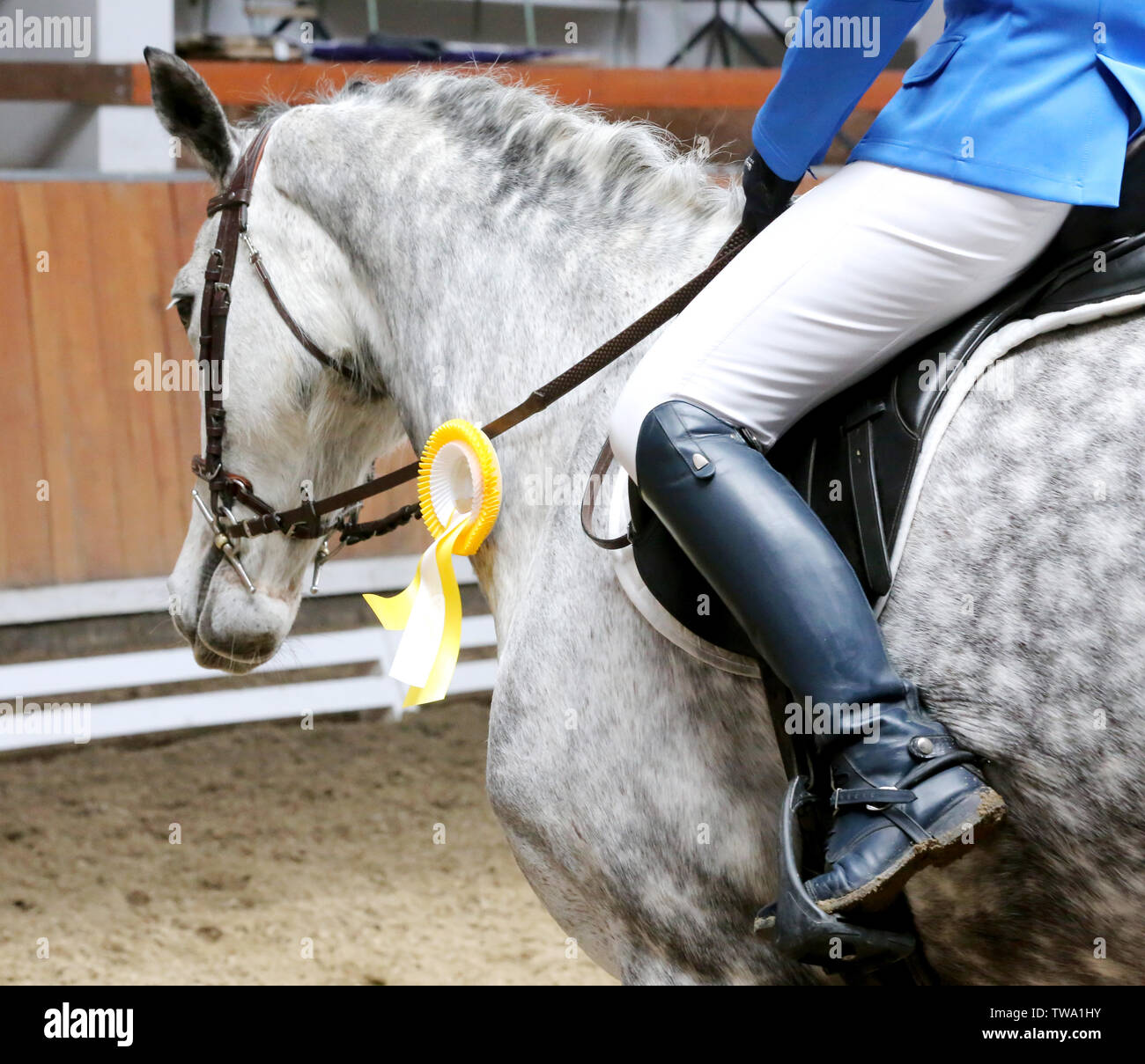 Beautiful purebred show jumper horse canter on the race course after ...
