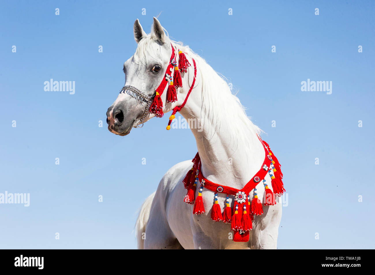Egyptian Arabian Stallion Murran Al Shaqab